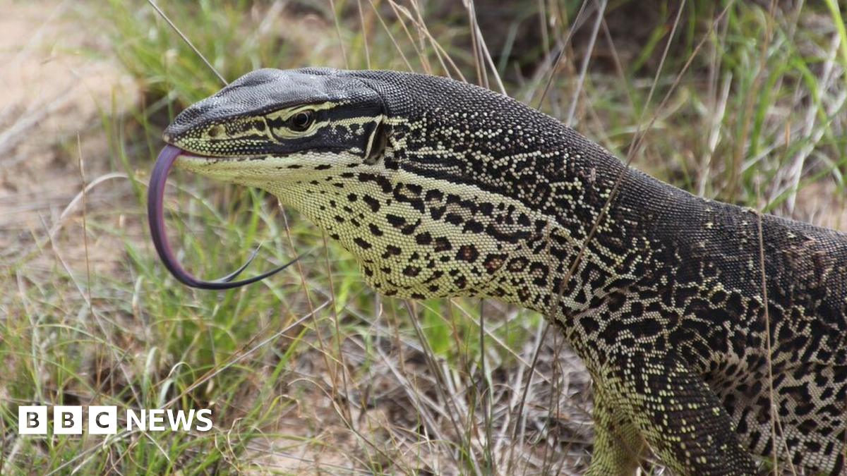 monitor lizards uk