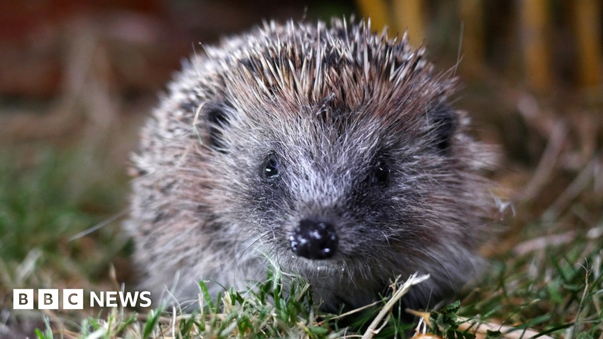 Hedgehog population plummets in UK countryside, research suggests - BBC ...