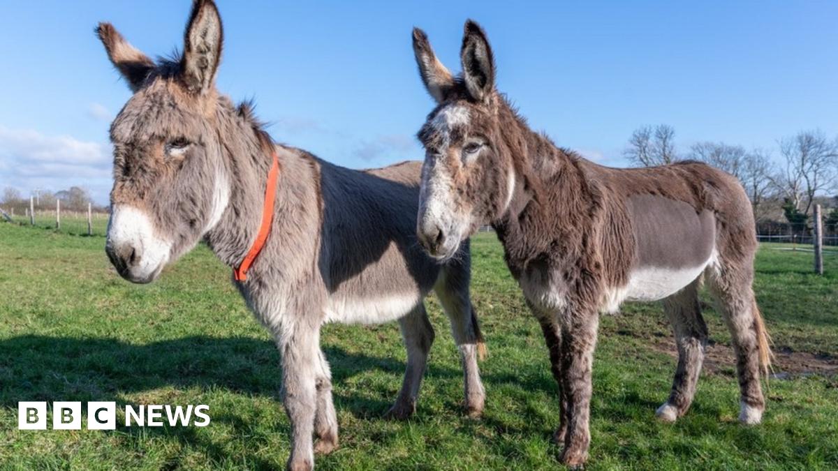 Donkey Sanctuary charity facing four centre closures - BBC News
