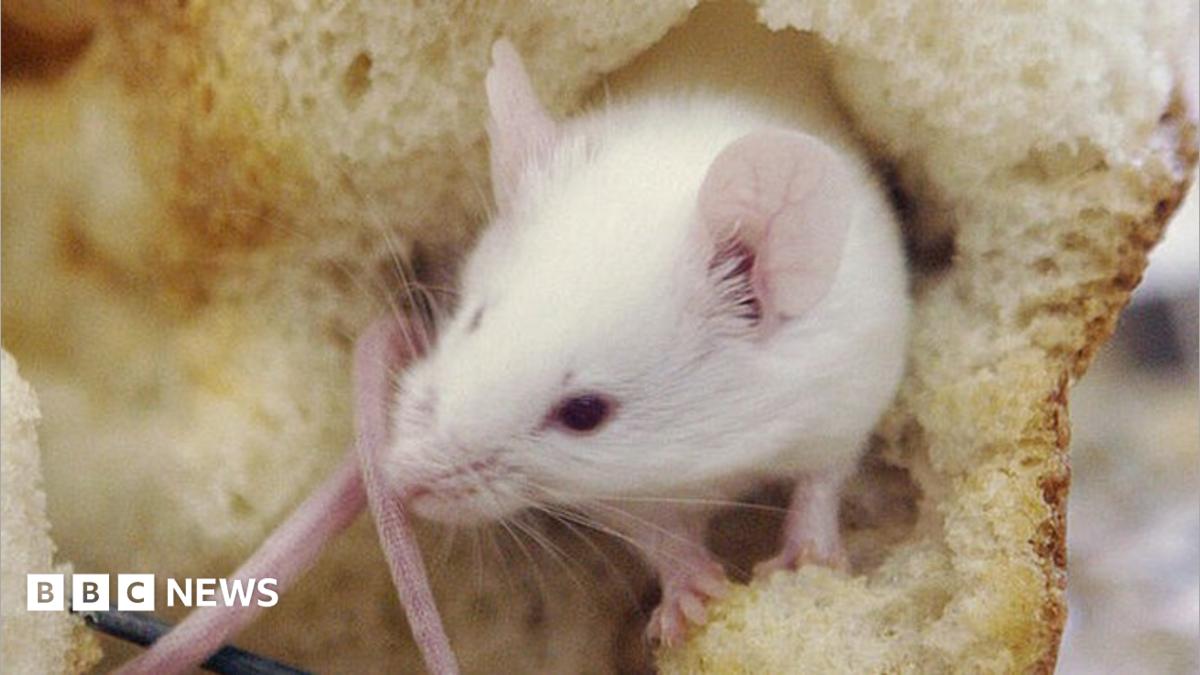 Australian conditions 'favourable' for mouse plague, scientists warn ...