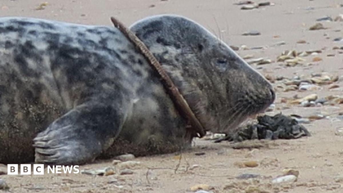 Seal avoids 'slow and painful death' by air vent filter - BBC News