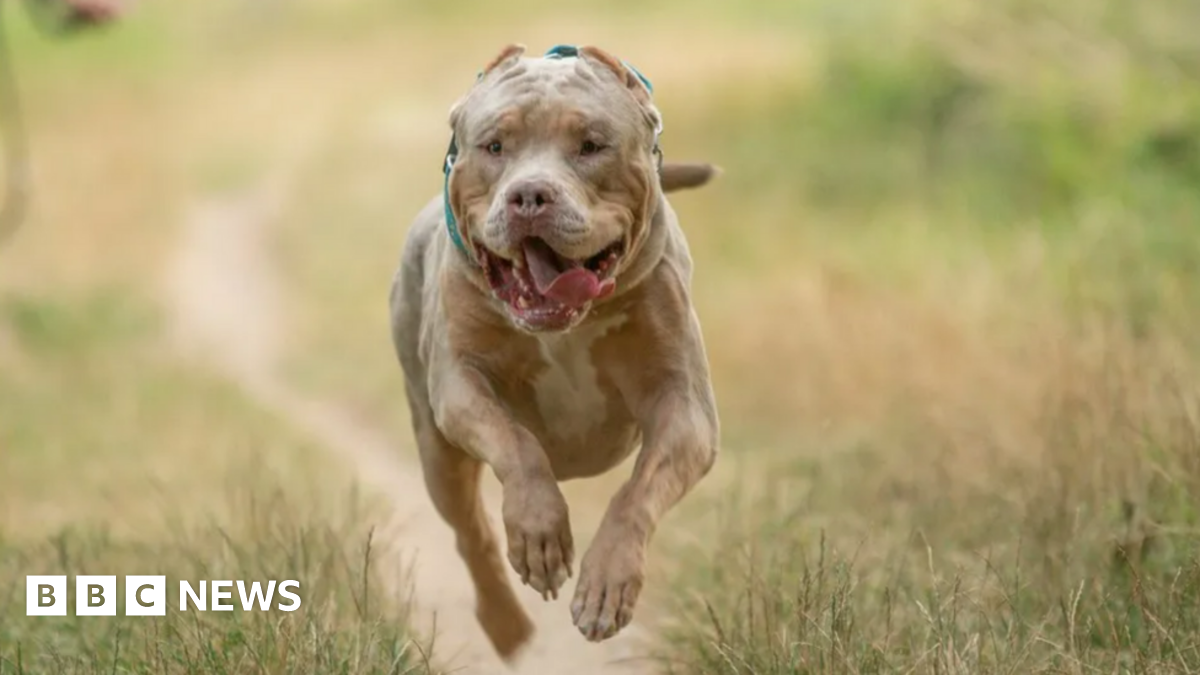 What are Scotland's new rules on XL bully dogs? - BBC News