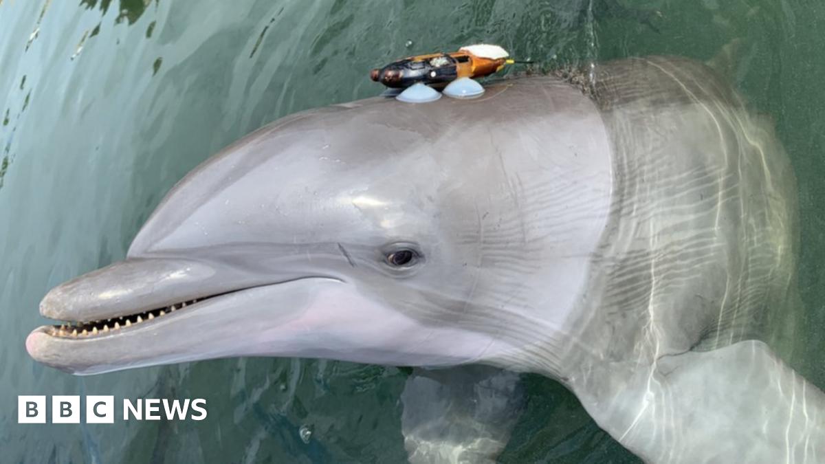 Dolphins 'shout' to get heard over noise pollution - BBC News
