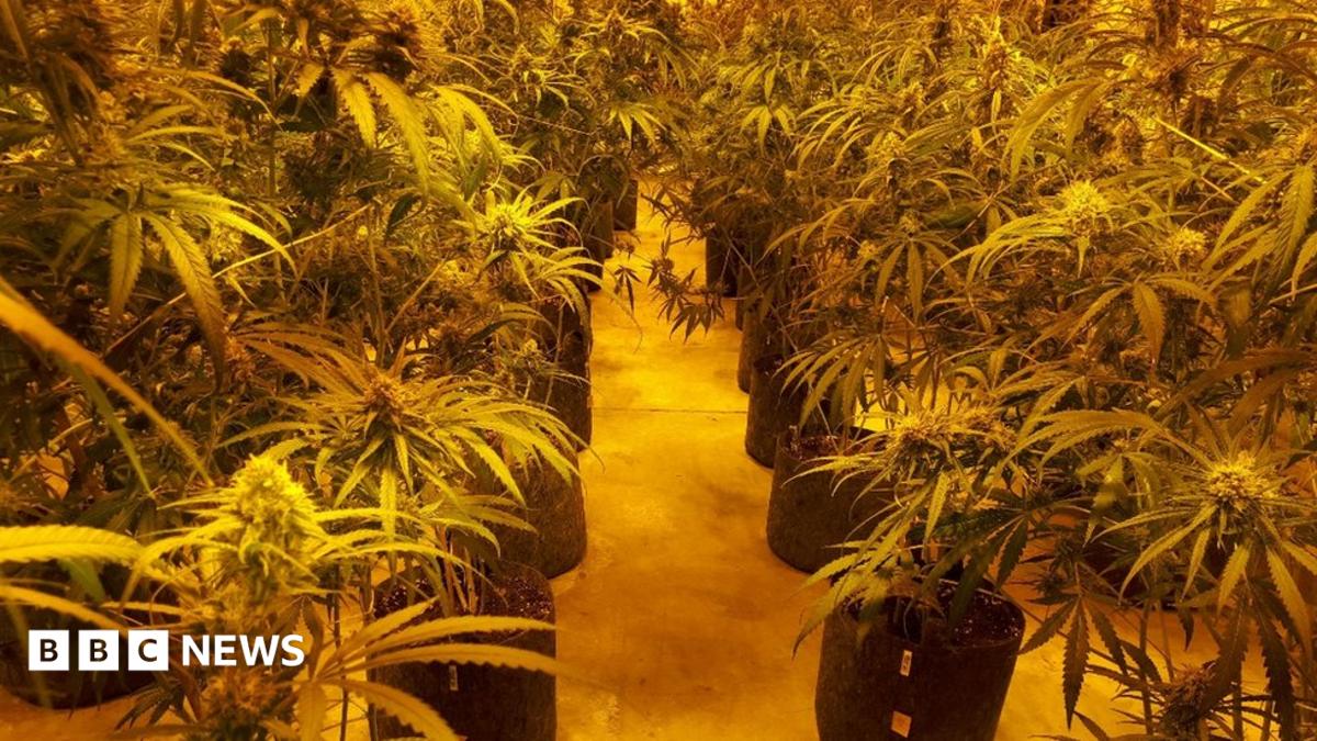 Suffolk cannabis farm gardeners 'bottom of drugs chain' - BBC News