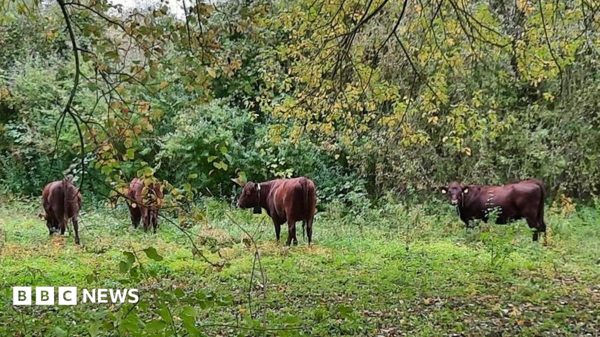 Cows graze Cambridge nature reserve to help biodiversity - BBC News