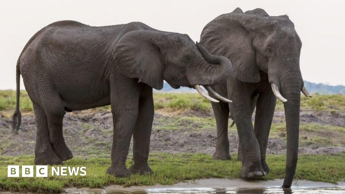 Botswana threatens to send 20,000 elephants to Germany - BBC News