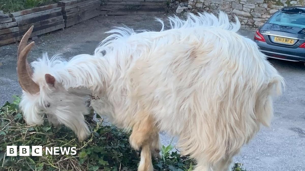Coronavirus: Goats take over empty streets of seaside town - BBC News