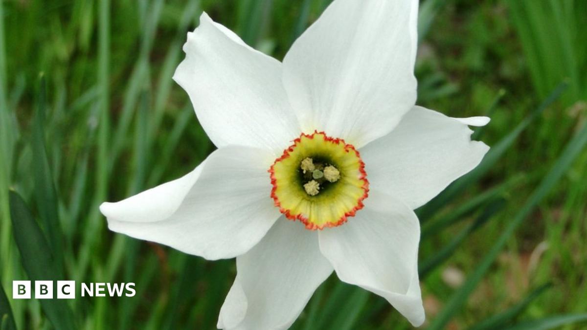 Revealed: The secret of the poet's daffodil - BBC News