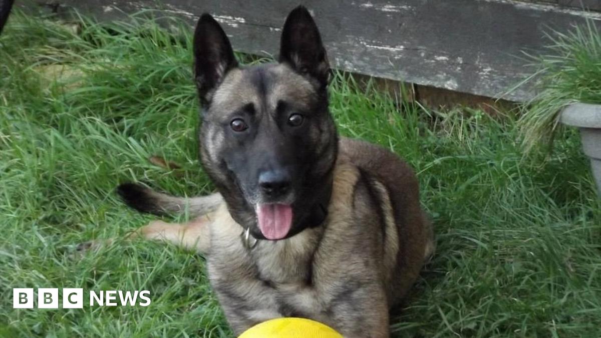 Gun shy Afghanistan sniffer dog book to inspire new readers - BBC News