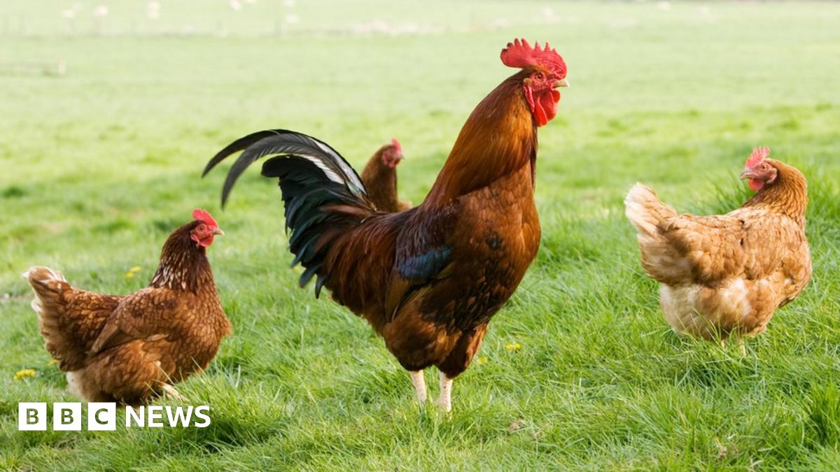 Bird flu 'spills over' to otters and foxes in UK - BBC News
