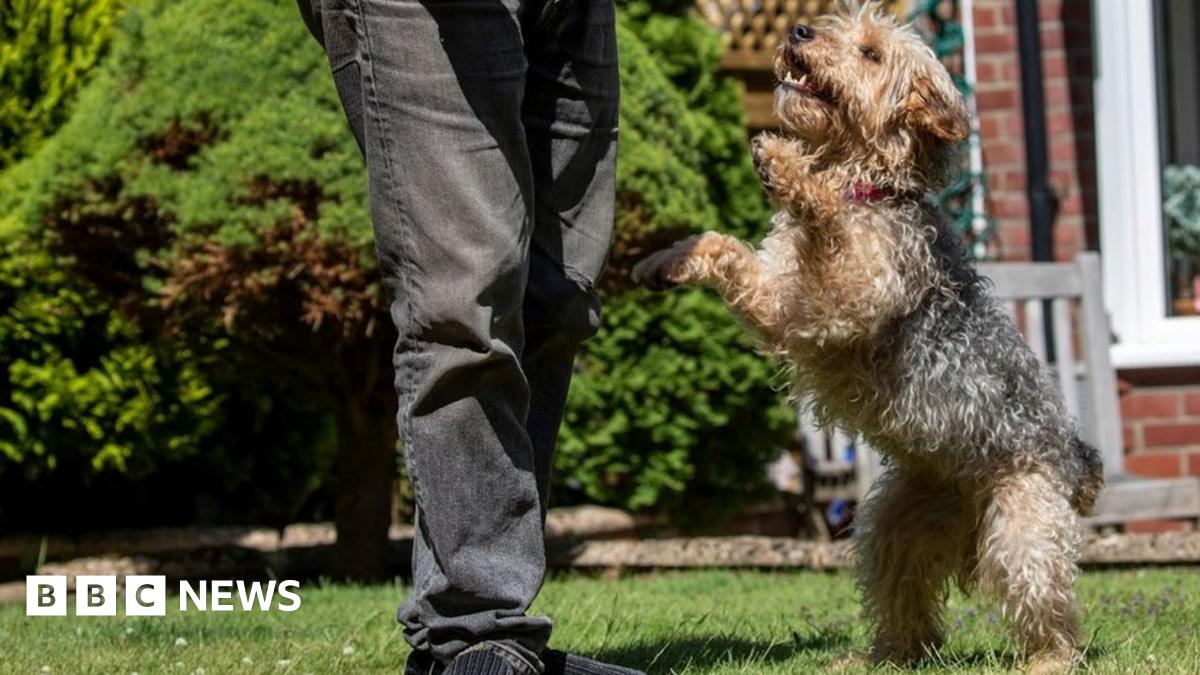 Maidstone family gives home to dog thrown from moving lorry - BBC News