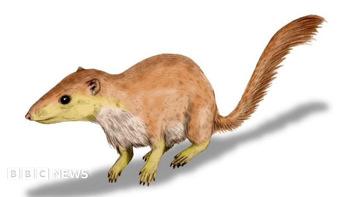 How early mammals evolved night vision to escape dinos - BBC News