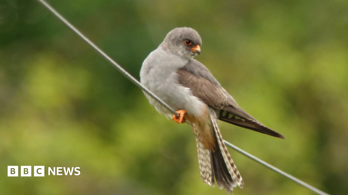 Red-footed falcon found shot dead in Whittlesey - BBC News