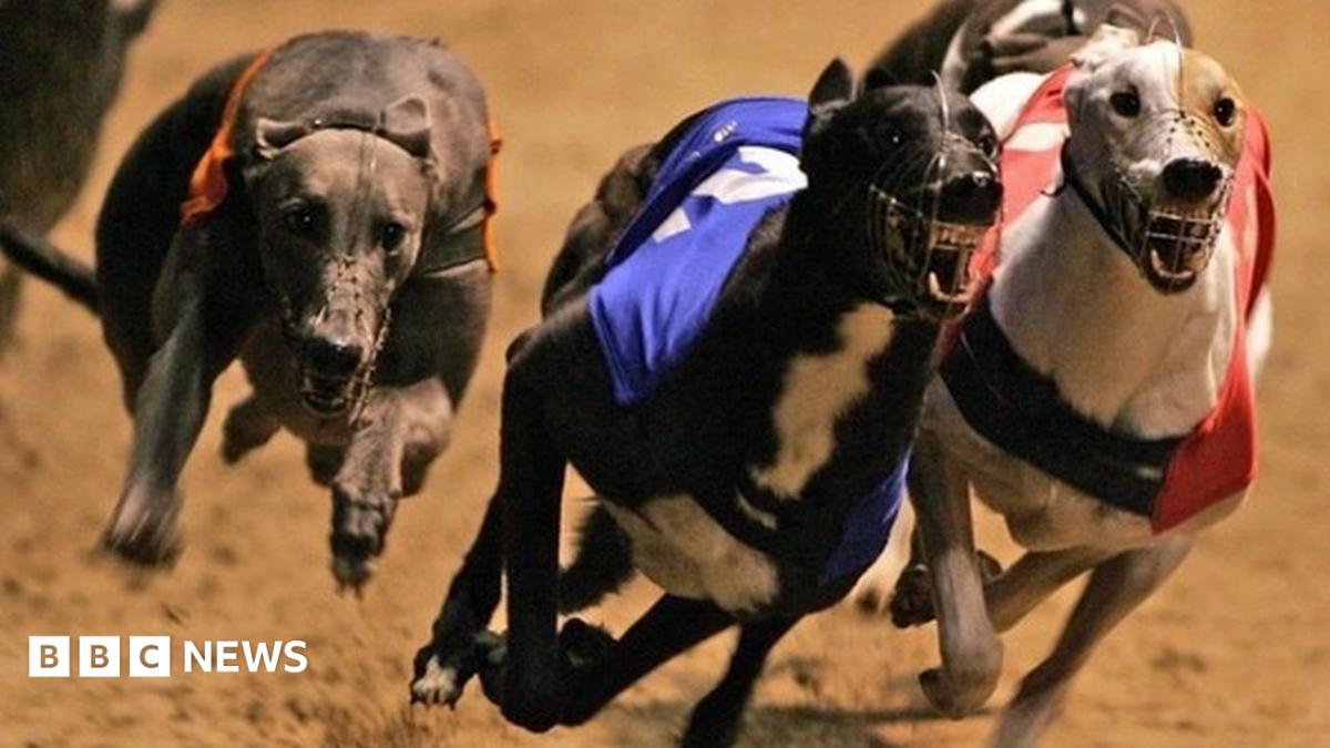Greyhound racing to return to Oxford after a decade - BBC News