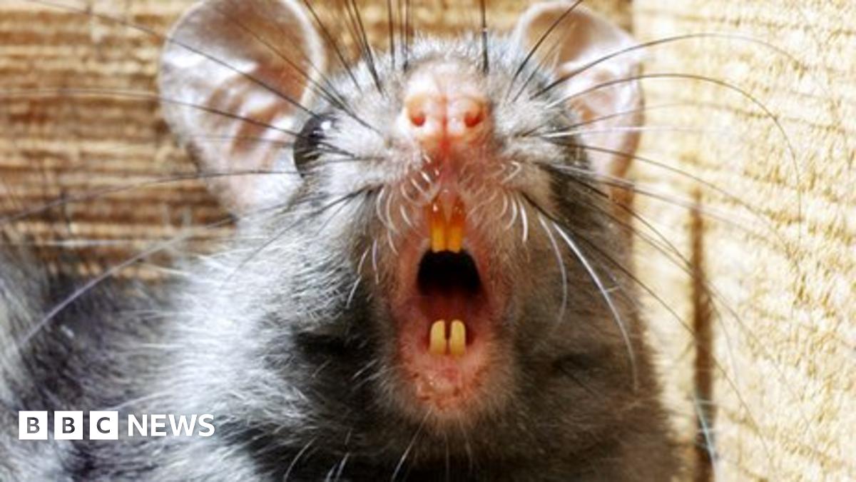 Black rats rainforest invasion 'speeded by deforestation' - BBC News
