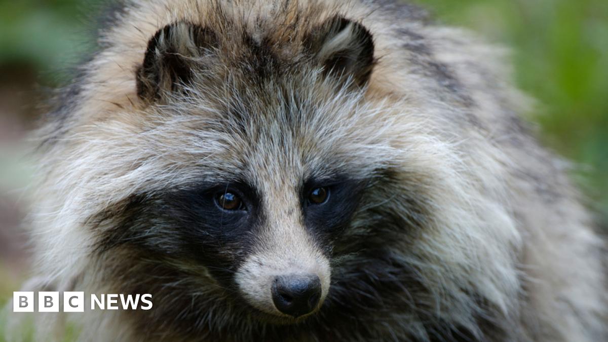 Raccoon dogs: What are they, where are they from? - BBC News