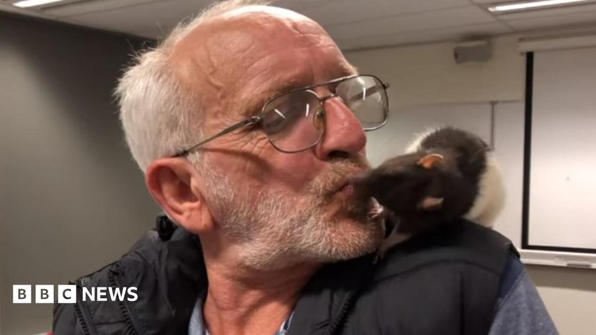 Homeless Australian man reunited with lost rat pet by police - BBC News