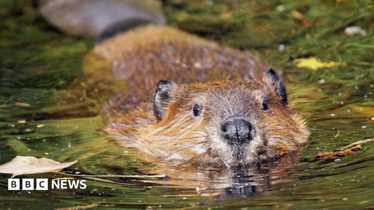 Beavers will return to the Forest of Dean for first time in 400 years ...
