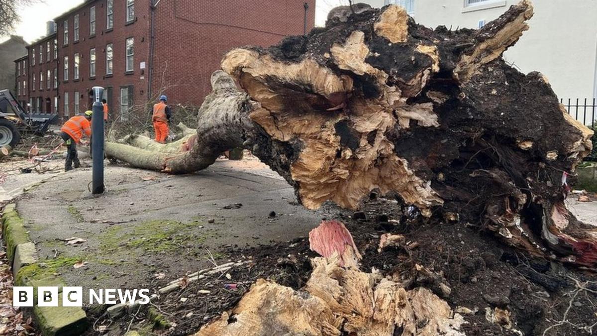 Storm Pia: Fallen trees block roads as strong winds hit region - BBC News