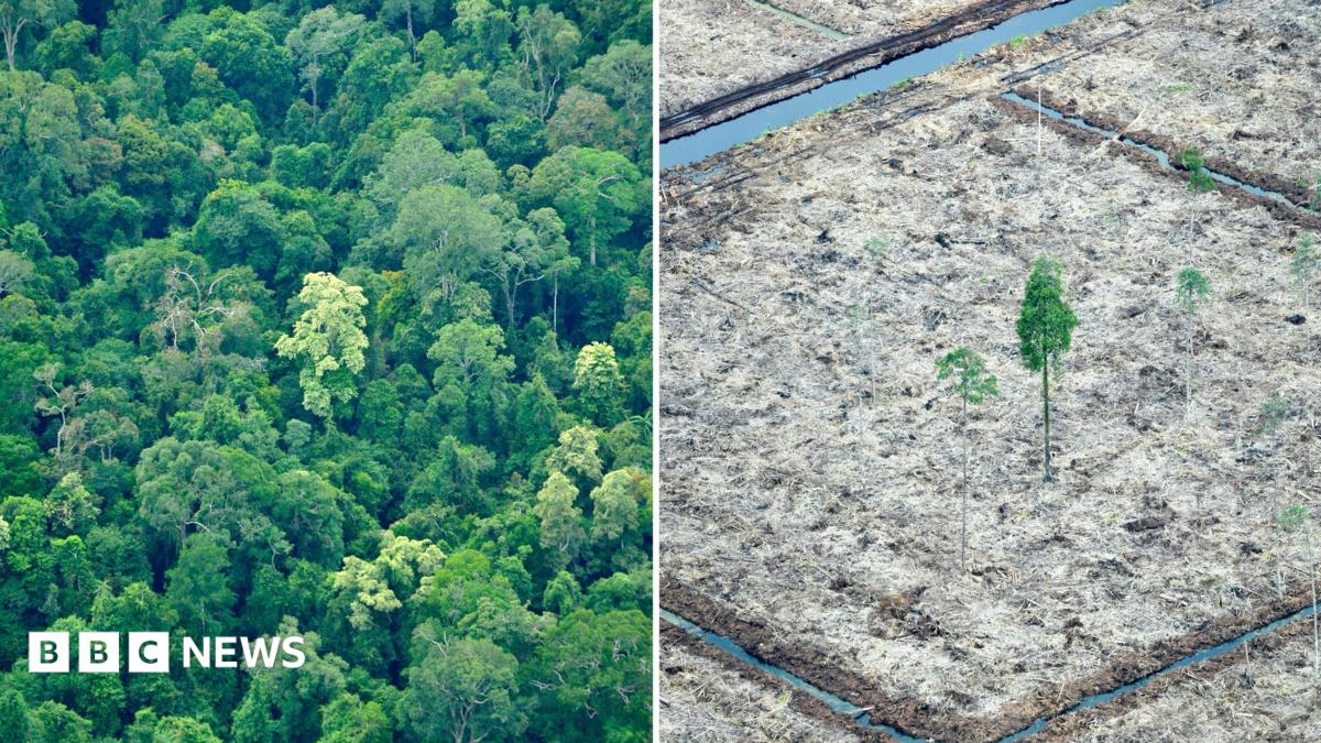 Environment in multiple crises - report - BBC News