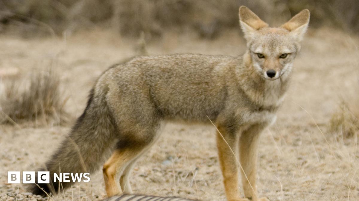 Was an extinct fox once man's best friend? - BBC News