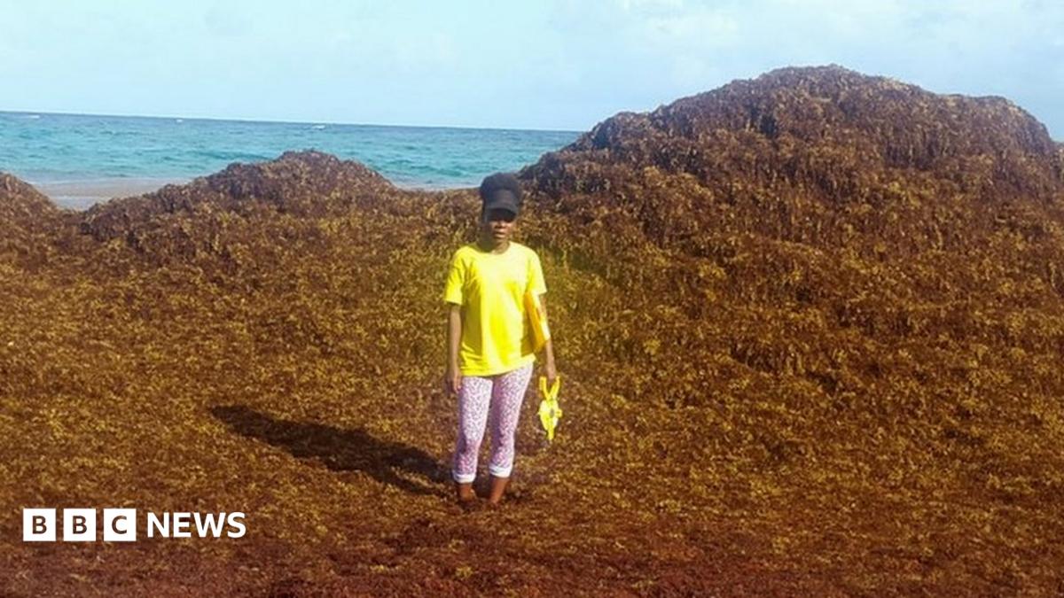 Sargassum: The seaweed deluge hitting Caribbean shores - BBC News
