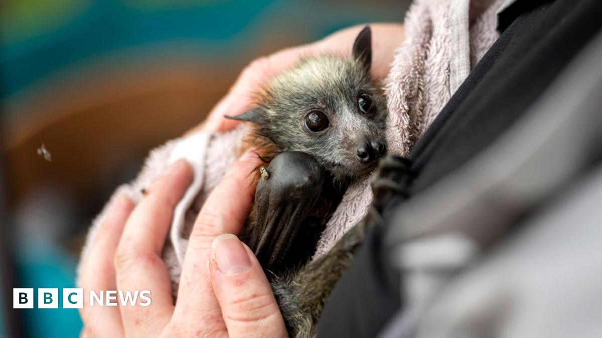 Heat stress and the Australian flying fox - BBC News