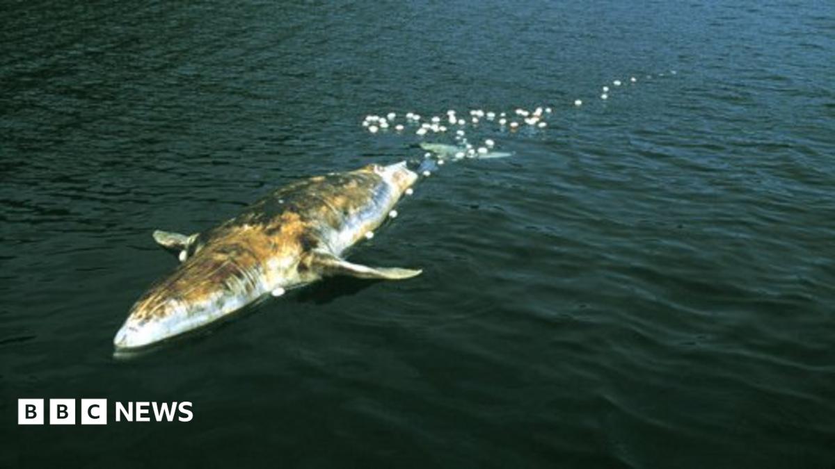 How to rescue whales tangled in nets - BBC News