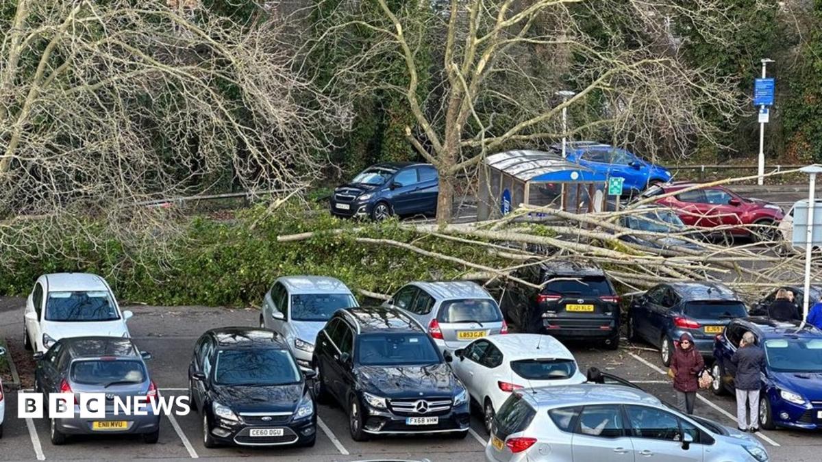 Chelmsford: Fallen tree damages several cars in Tesco car park - BBC News