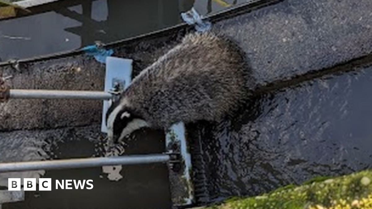 'Lucky' badger rescued after Neston sewage tank tumble - BBC News