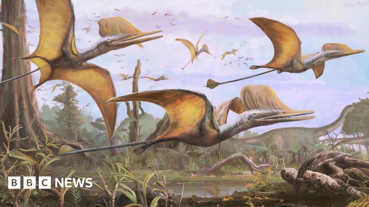 Pterosaur: Unique flying reptile soared above Isle of Skye - BBC News