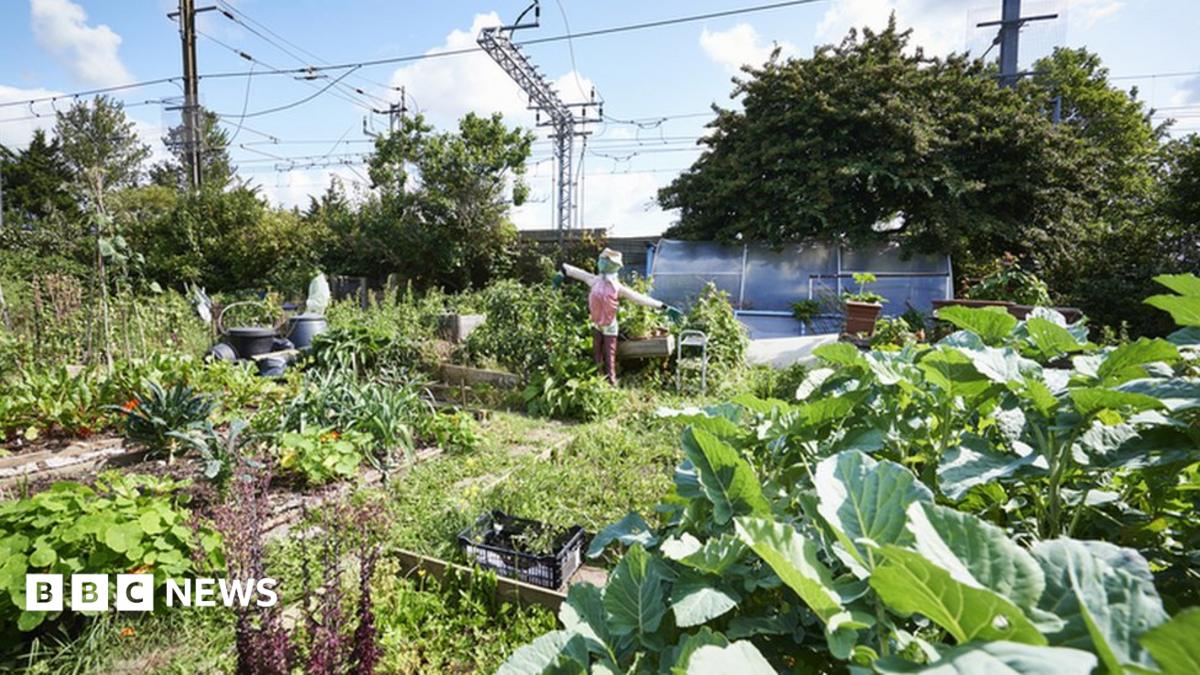 Extra security at Worcester allotments approved after thefts - BBC News