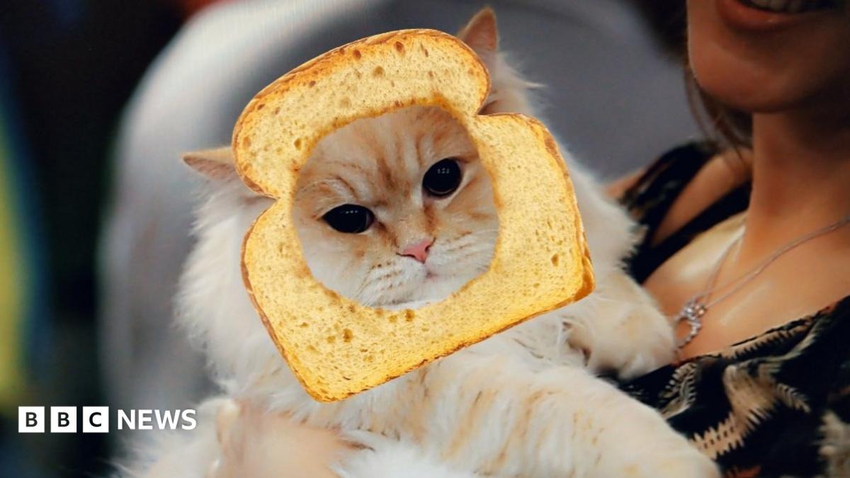 Snapchat adds selfie filters for cats - BBC News
