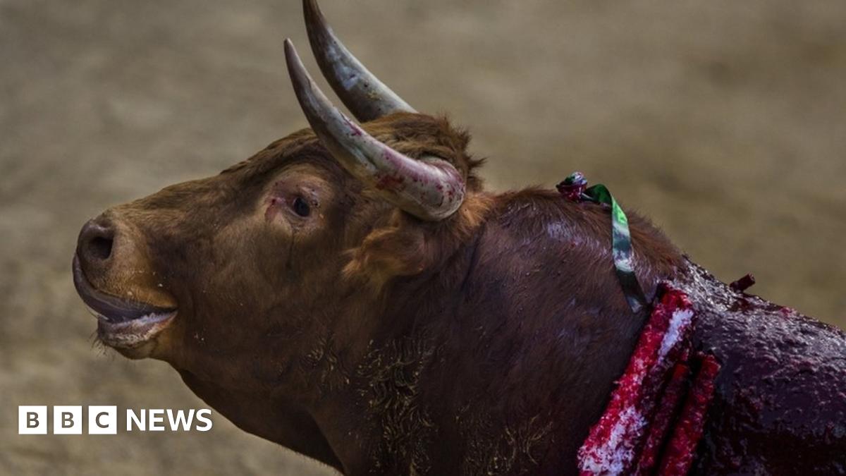Spanish man dies after bull goring incident - BBC News