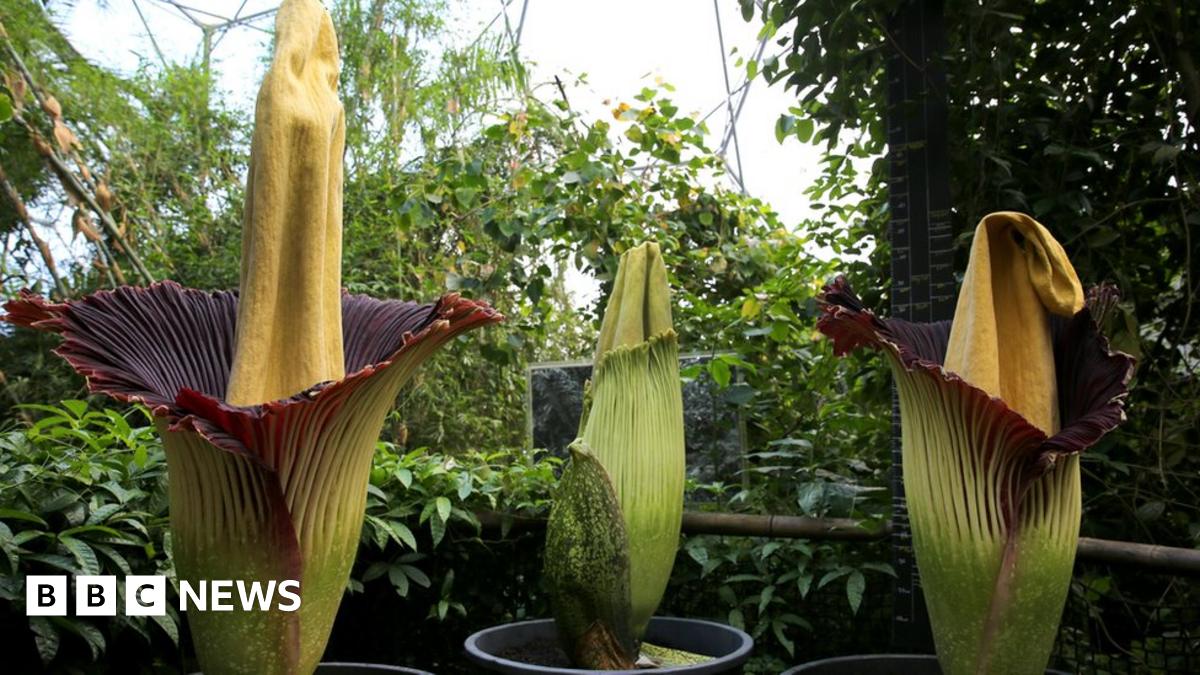 Rare titan flowers bloom at Cornwall's Eden project - BBC News