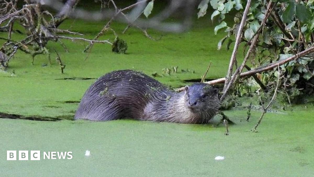 Otter living in Ipswich park has died in traffic accident - BBC News