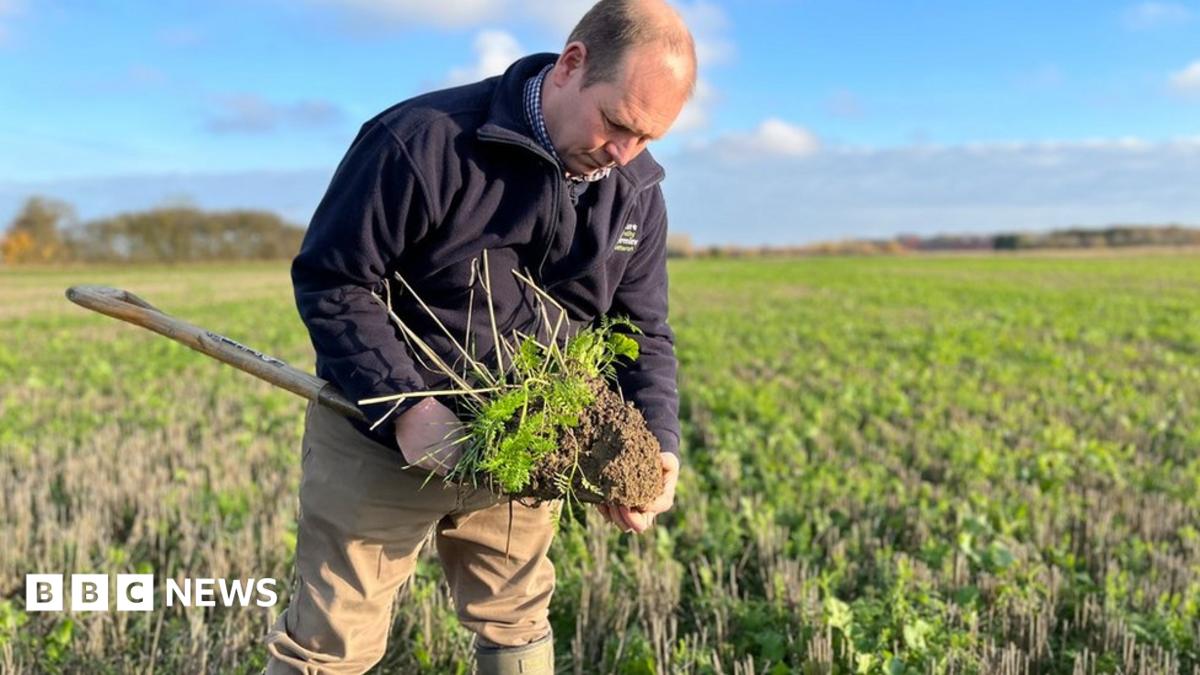 Farming: Delay to post-EU subsidy scheme Elms not acceptable say ...