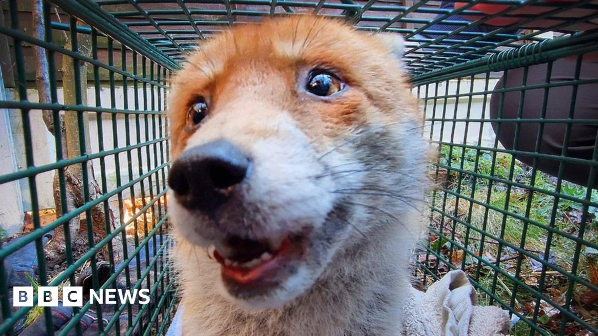 Fox in a fix rescued from fence in Essex - BBC News