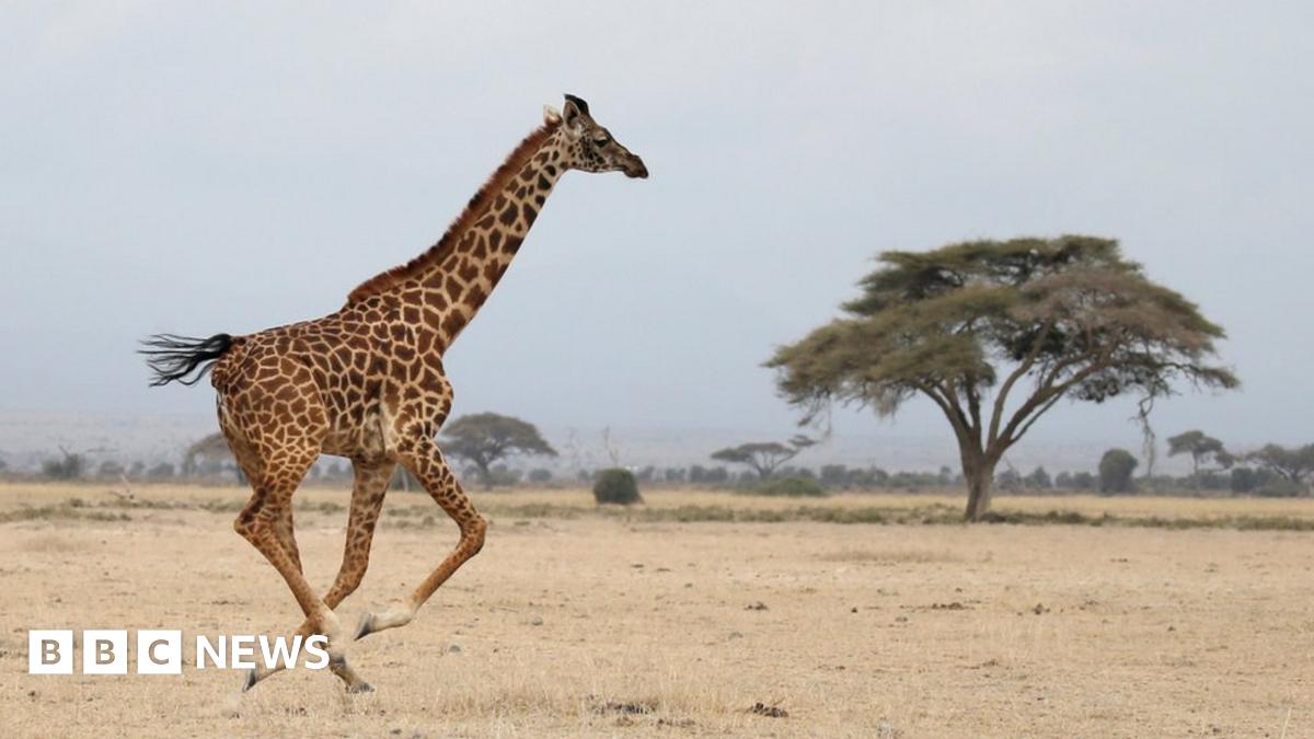 Giraffe genetic secret: Four species of tallest mammal identified - BBC ...