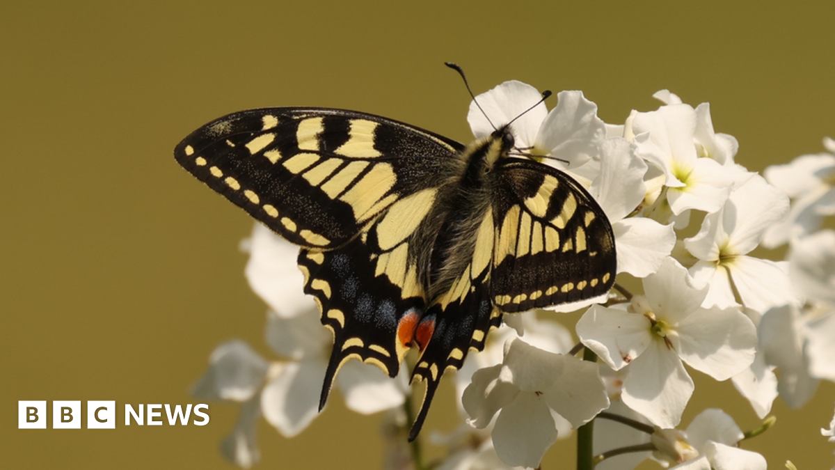 Swallowtail butterfly enthusiasts flock to Strumpshaw - BBC News