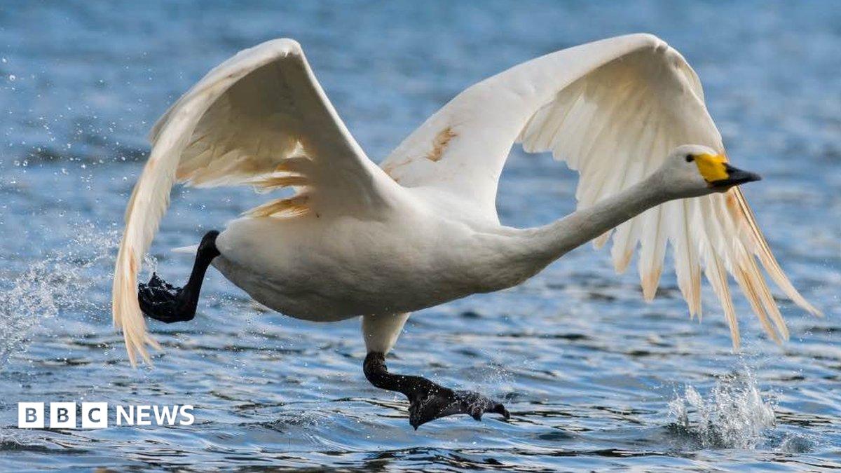 Wild swan conservation success gives cause for hope - BBC News