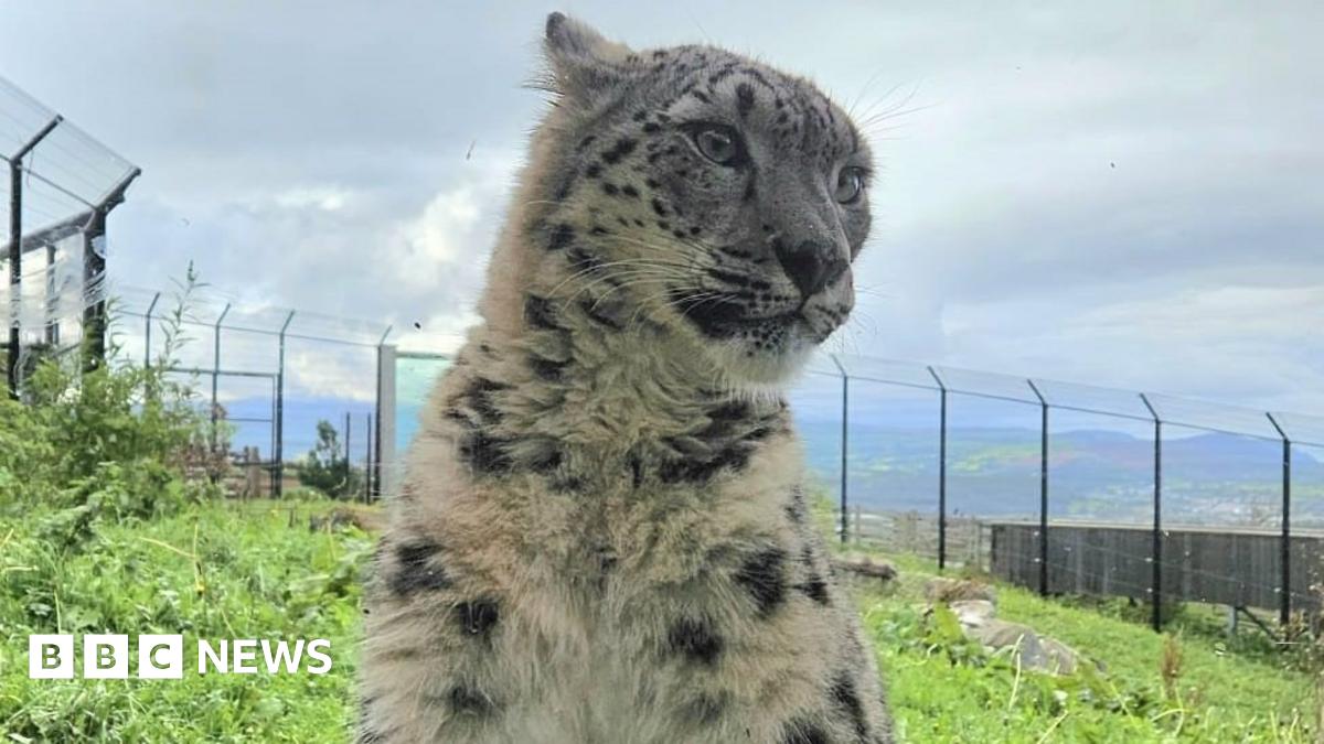Welsh zoo hopes new snow leopard couple will breed - BBC News