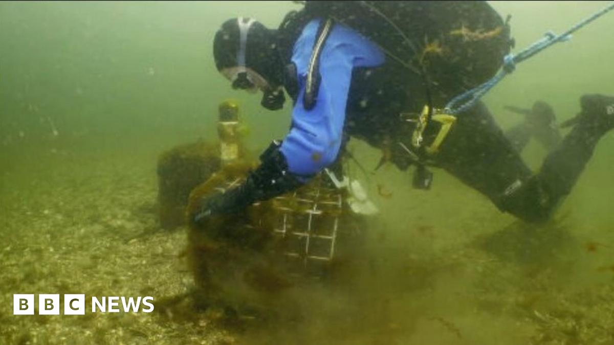 Scotland's shellfish 'at risk' from invasive species from Japan - BBC News