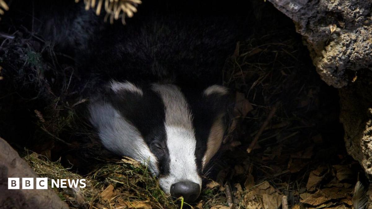 Animal carcass find near Hawick prompts poaching probe - BBC News