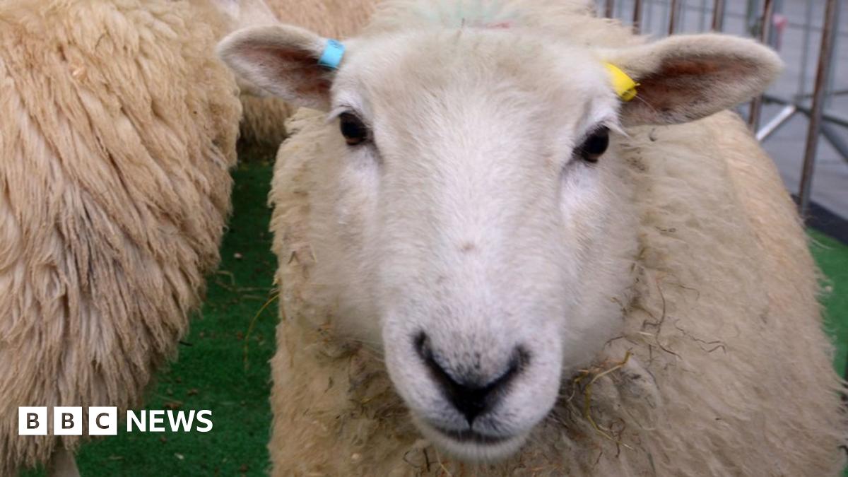 Chernobyl sheep movement restrictions 'unnecessary' - BBC News