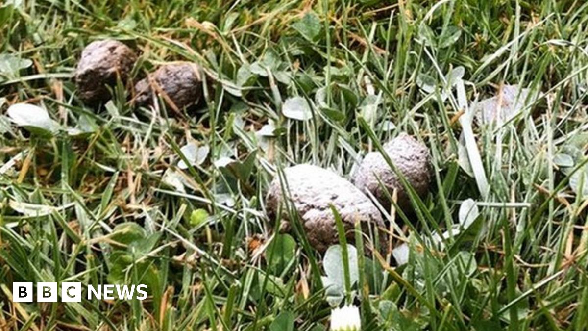 Dunstable mum paints 'disgusting' dog poo in protest - BBC News