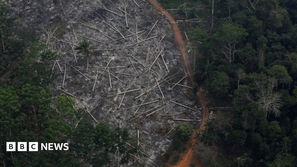 Brazil's environment minister quits amid illegal logging investigation ...
