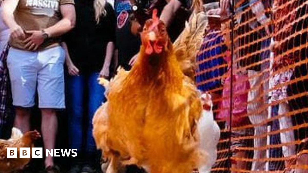 Village hen racing event like a 'Monty Python sketch' - BBC News