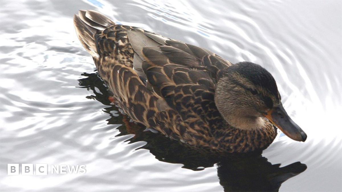 Dozens of ducks rescued from treacherous weir - BBC News