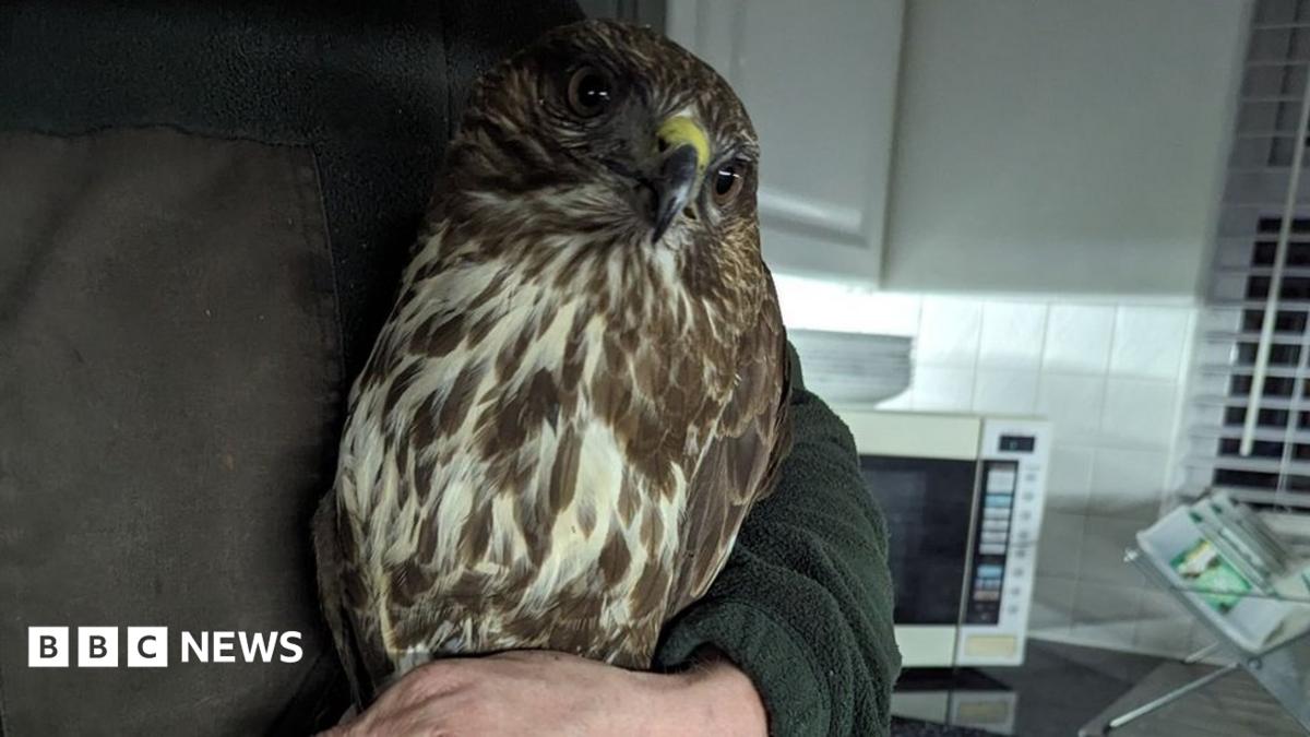 Buzzard rescued from M6 released back into wild - BBC News